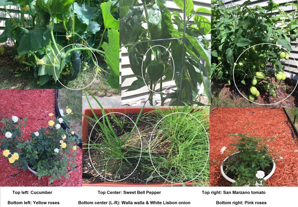 2020 Raj Farm Update# 6 – Harvesting: Are we there yet? – TheRajBlog